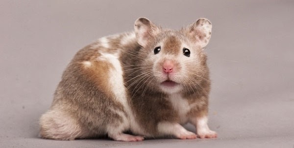 hamsterlandia: ¿De dónde proviene el nombre Hámster?