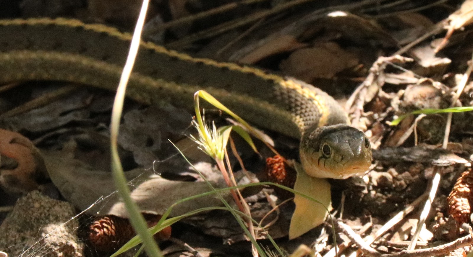 The Spooky Snakes of Arizona