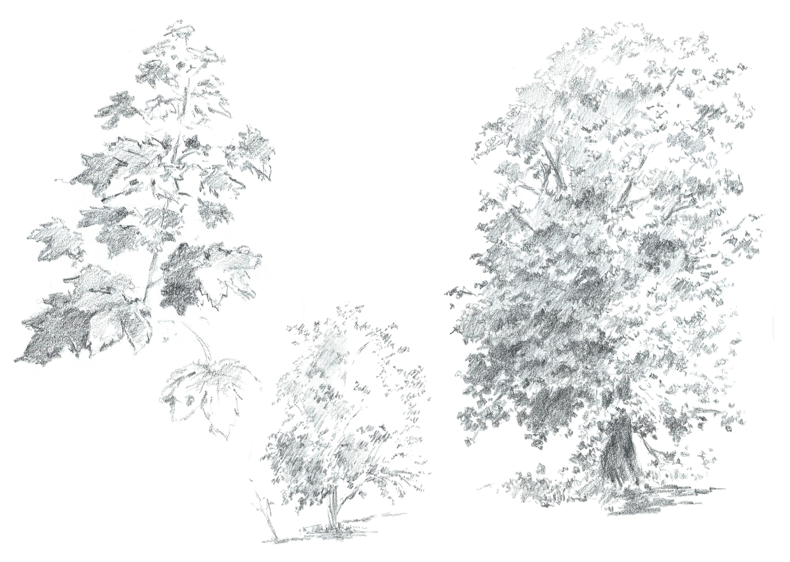 , Bartemeus: Quelques croquis d'arbres