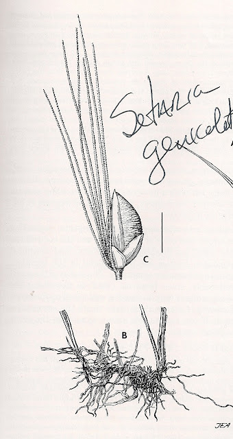 PLANT FAMILIES OF PUERTO RICO AND FLORIDA PAPO VIVES: POACEAE PANICEA ...