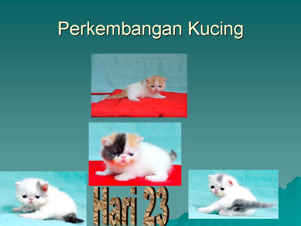 Perkembangan Bayi Kucing dalam bentuk gambar - MAJU JAYA