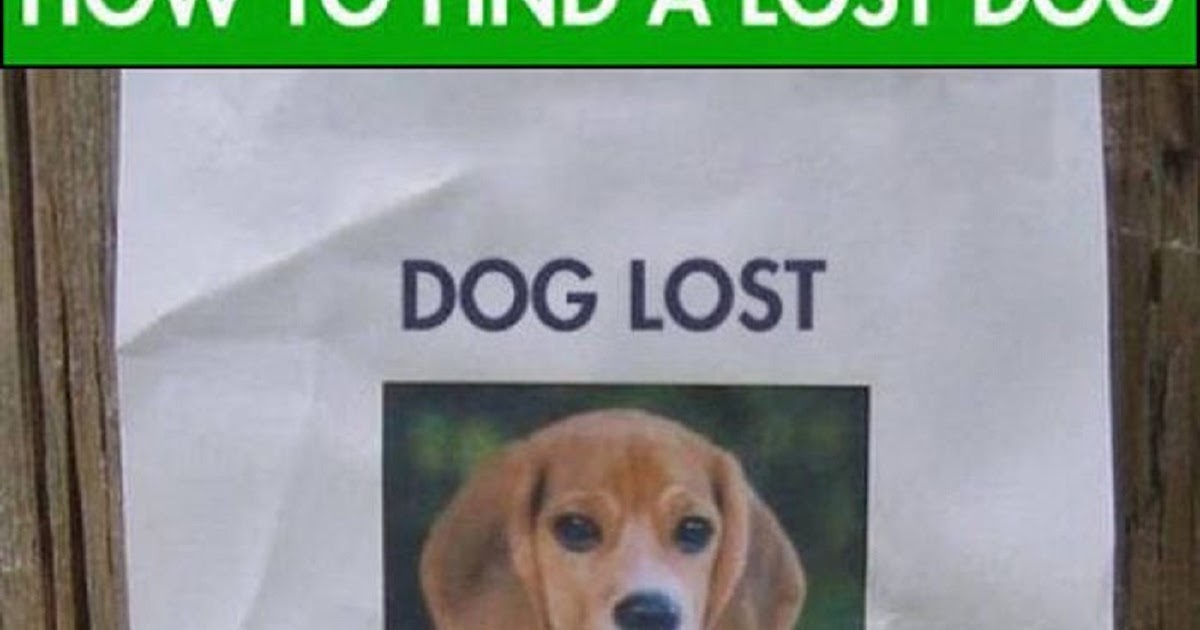 9 Tips on How to Find your Lost Dog. - Doglopedix
