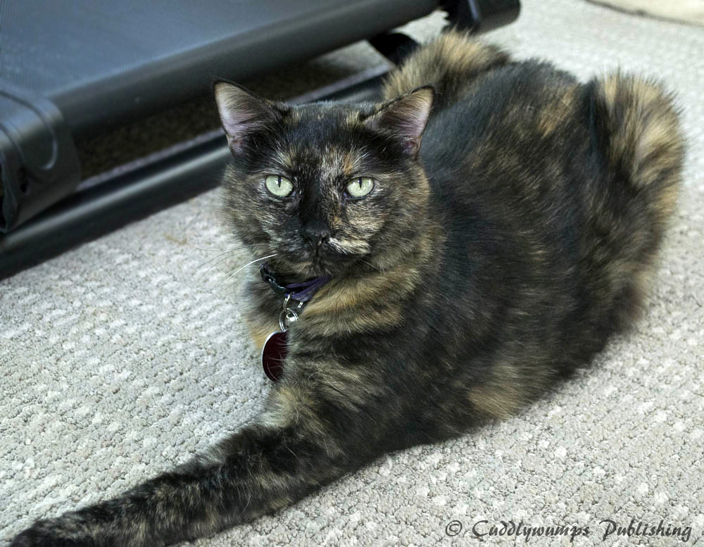 The Cuddlywumps Cat Chronicles