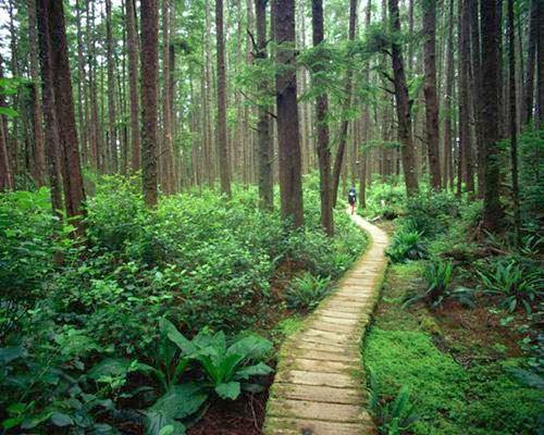 Paz de Jah : A natureza é o único livro que oferece um conteúdo valioso ...