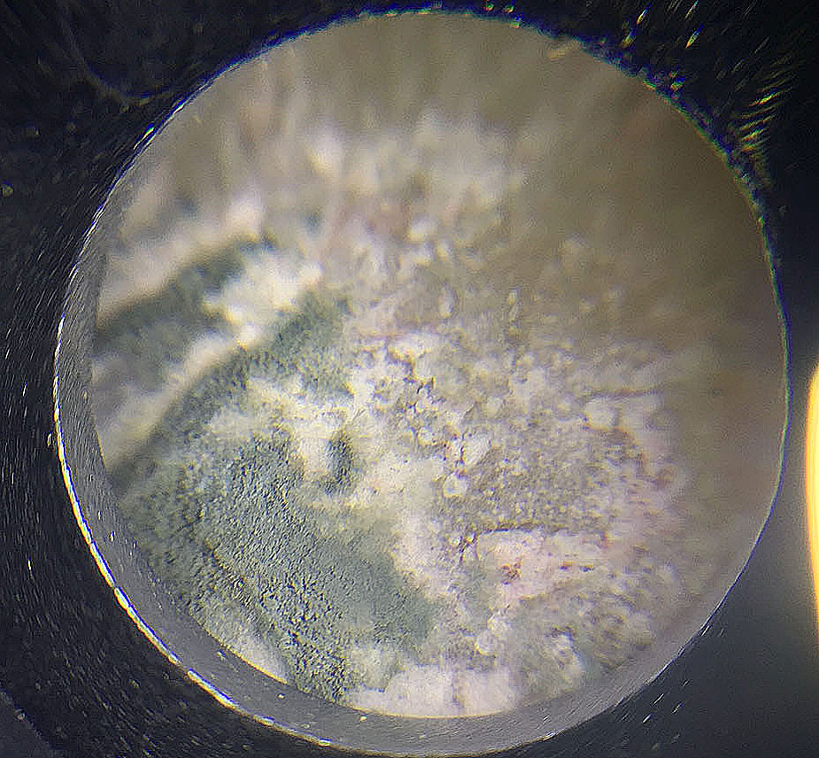 Noi della classe quinta C Ciari: Muffe: la scoperta di Fleming