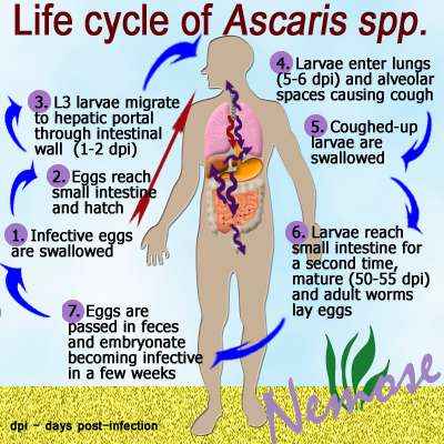 Infection Landscapes: Ascariasis