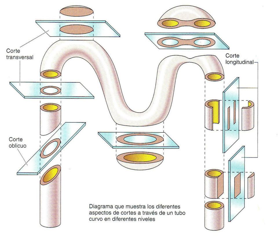 Plantão Médico: HISTOLOGÍA TEJIDO EPITELIAL DE REVESTIMIENTO Y GLANDULAR