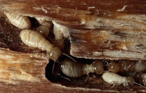 Adaptasi untuk Kelangsungan Hidup Makhluk Hidup & Contoh-contohnya