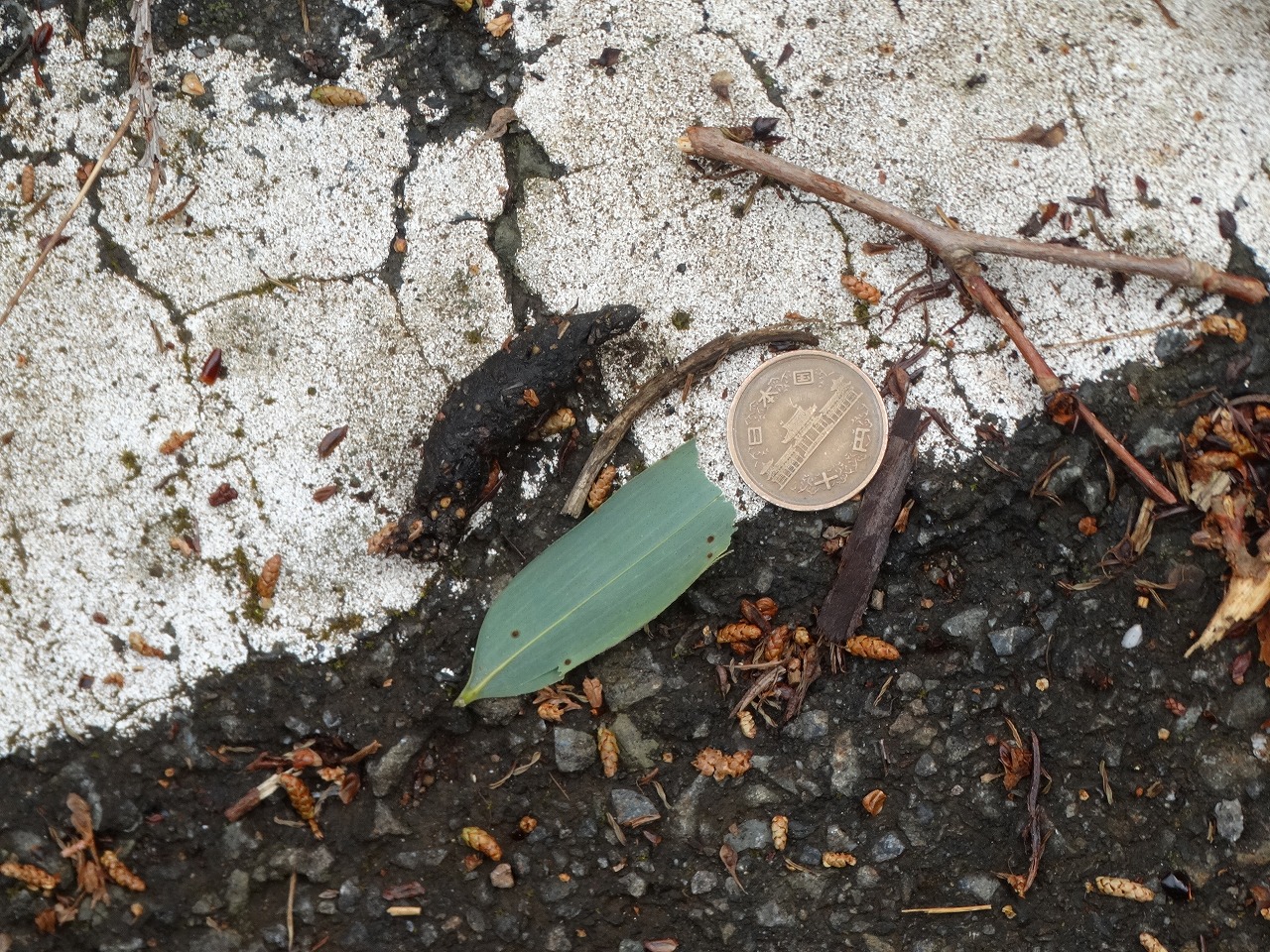 故有事: テン糞の内容物 The contents of marten's droppings