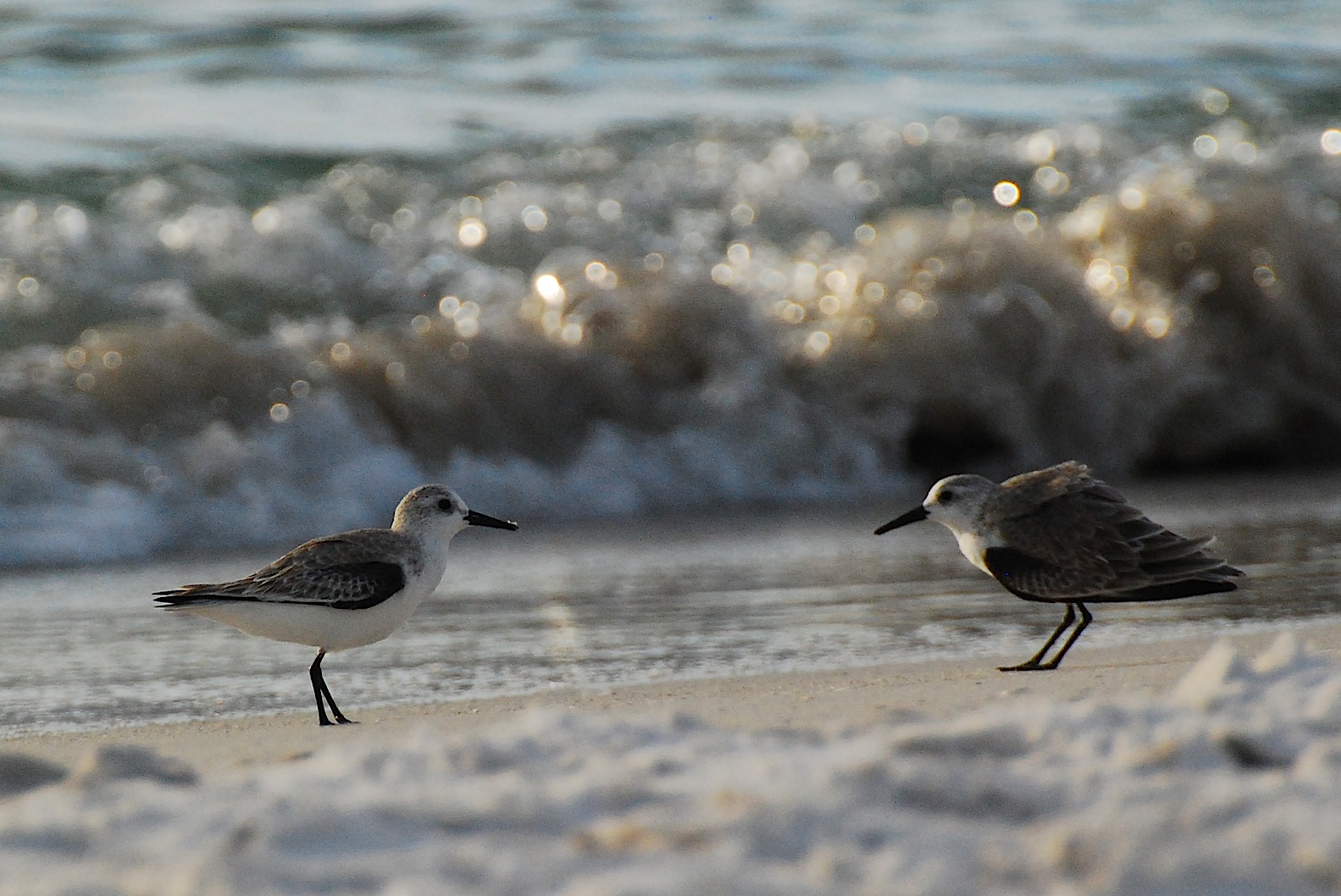 Bosque despierto: Playero blanco