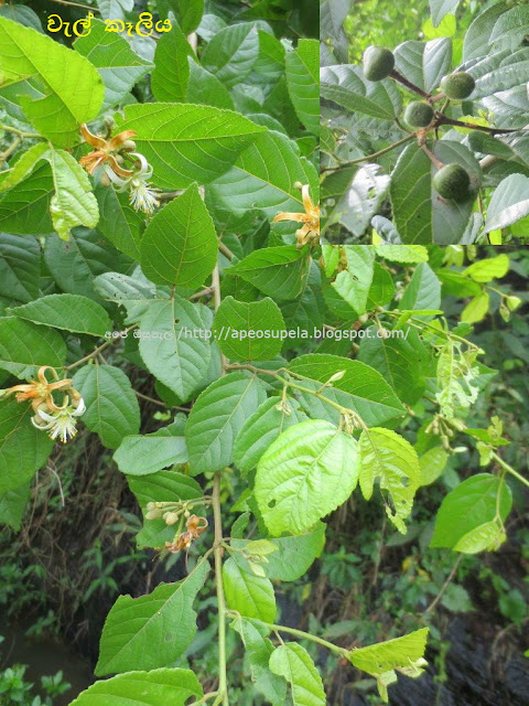වැල් කෑලිය [Wel Keliya] (Grewia orientalis) ~ අපේ ඔසුපැළ Medicinal ...