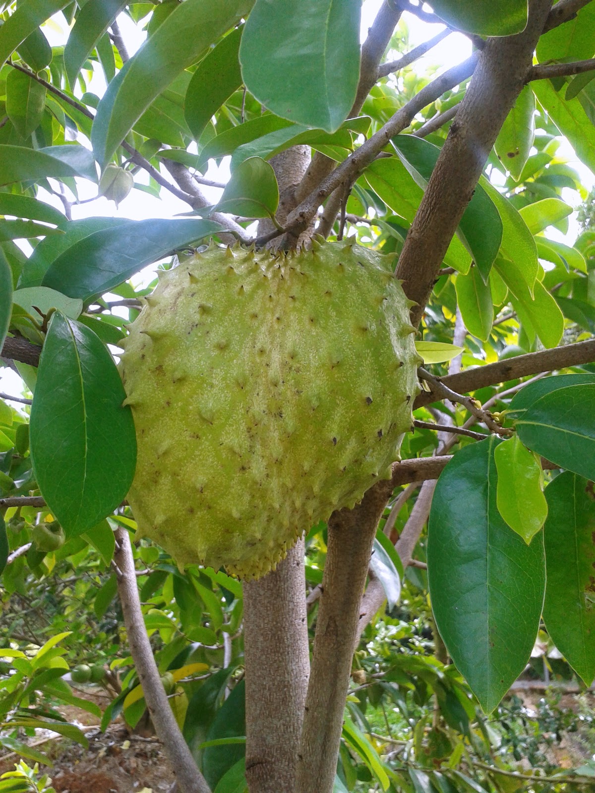 Unveiled Jobless Money Tai Tai's Life: HARVEST OF SOUR SOP