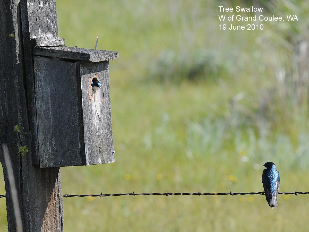 Northwest Nature Notes: THE SWALLOWS ARE RETURNING