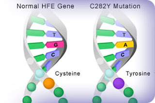 Les Mutations Génétique - Biologie
