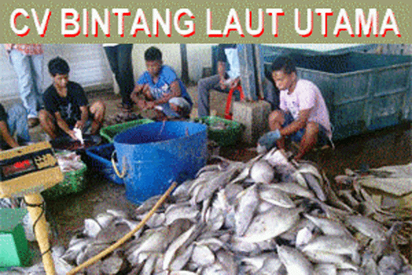 CV. BINTANG LAUT UTAMA
