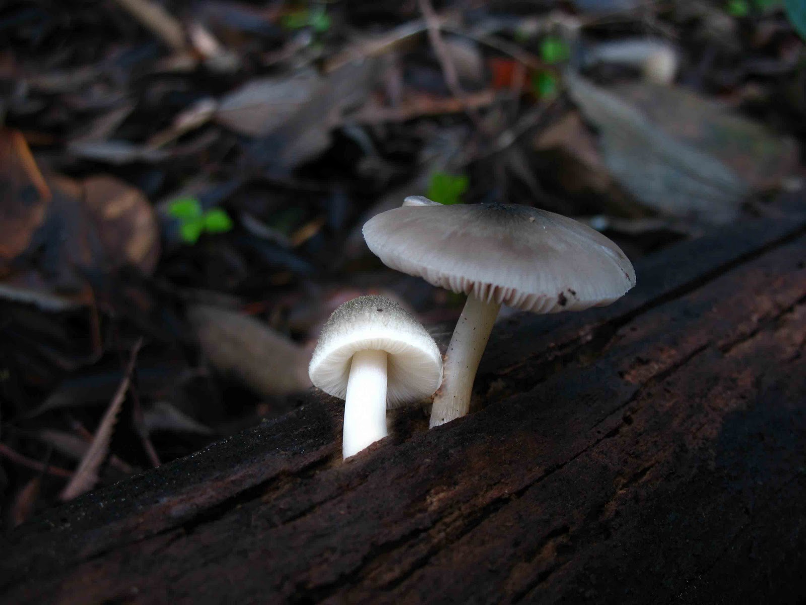 setas y hongos: LETRA P