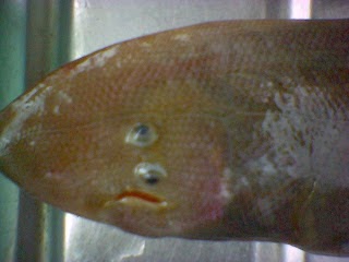 Ikan Nabi Musa - Perumperindo.co.id