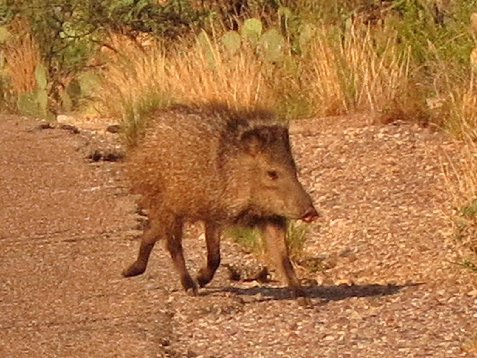 Desert Colors: Enjoying Nature