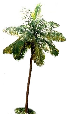 Palmito Juçara (Euterpe edulis)