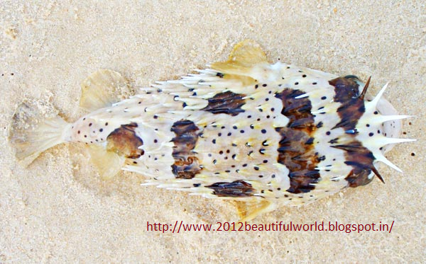 Beautiful World: Fish