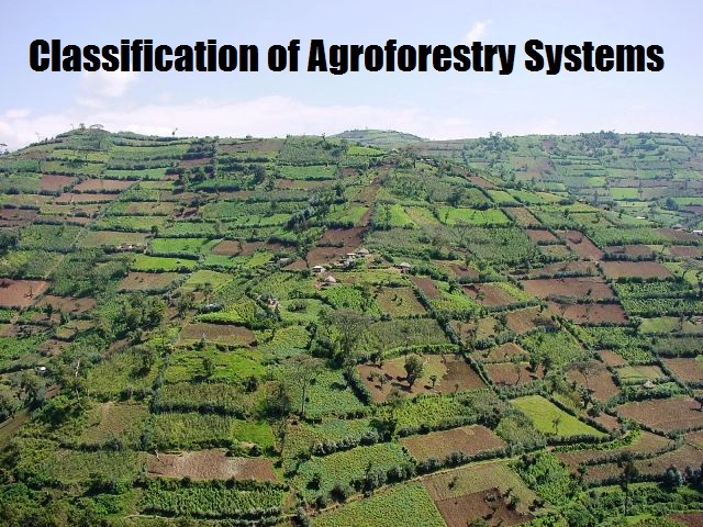 Thoughts to Promote Positive Action...: Classification of Agroforestry ...