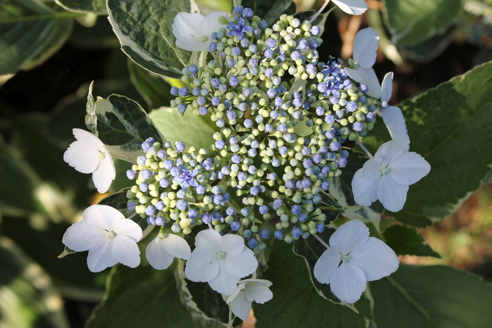 In and Out of My Garden: Hydrangea Heaven