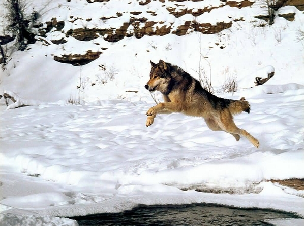 White Wolf : 19 Stunning Photos Of Impressive Wolf Jumps