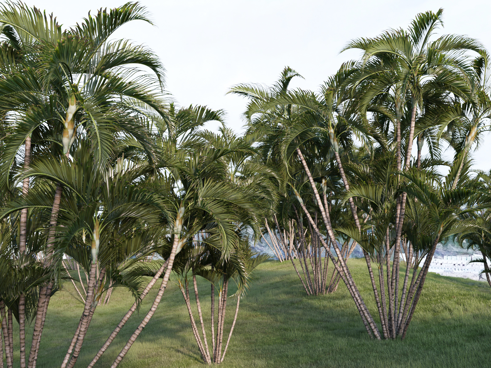 Dypsis lutescens «palmera de bambú» - Id Plantae