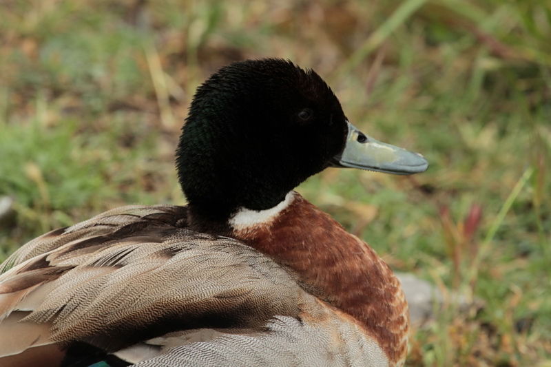Canards de Gallician