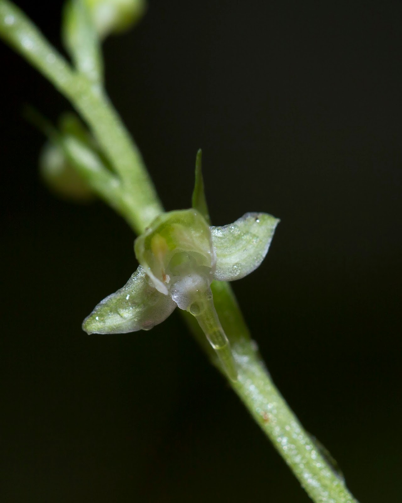 SPEED OF A PLANT: Wisconsin Orchids 2017