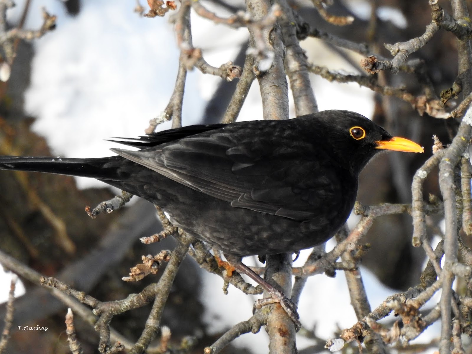 PASARI DIN ROMANIA: MIERLA (1), Turdus merula