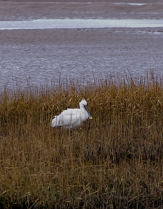 DavesBirdingDiary: Eurasian Spoonbill ( Platalea leucorodia ) . Isley ...
