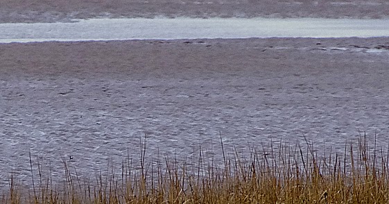 DavesBirdingDiary: Eurasian Spoonbill ( Platalea leucorodia ) . Isley ...