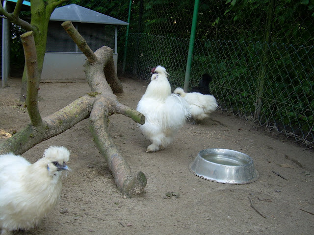 Amatorska hodowla drobiu ozdobnego: Rasy