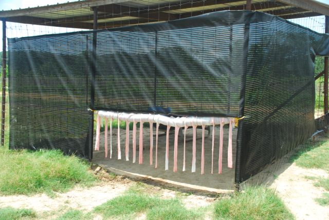 Charles "Deer Man" Black: Cattle Rubs for Deer Insect Control