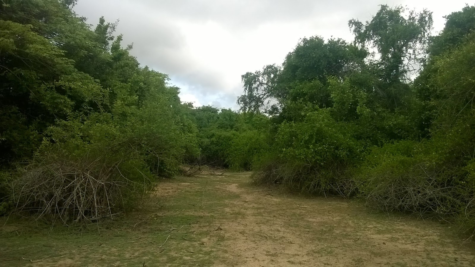 Travel and Tour Sense: Kodiyakarai Forest, Point Calimere, wildlife ...