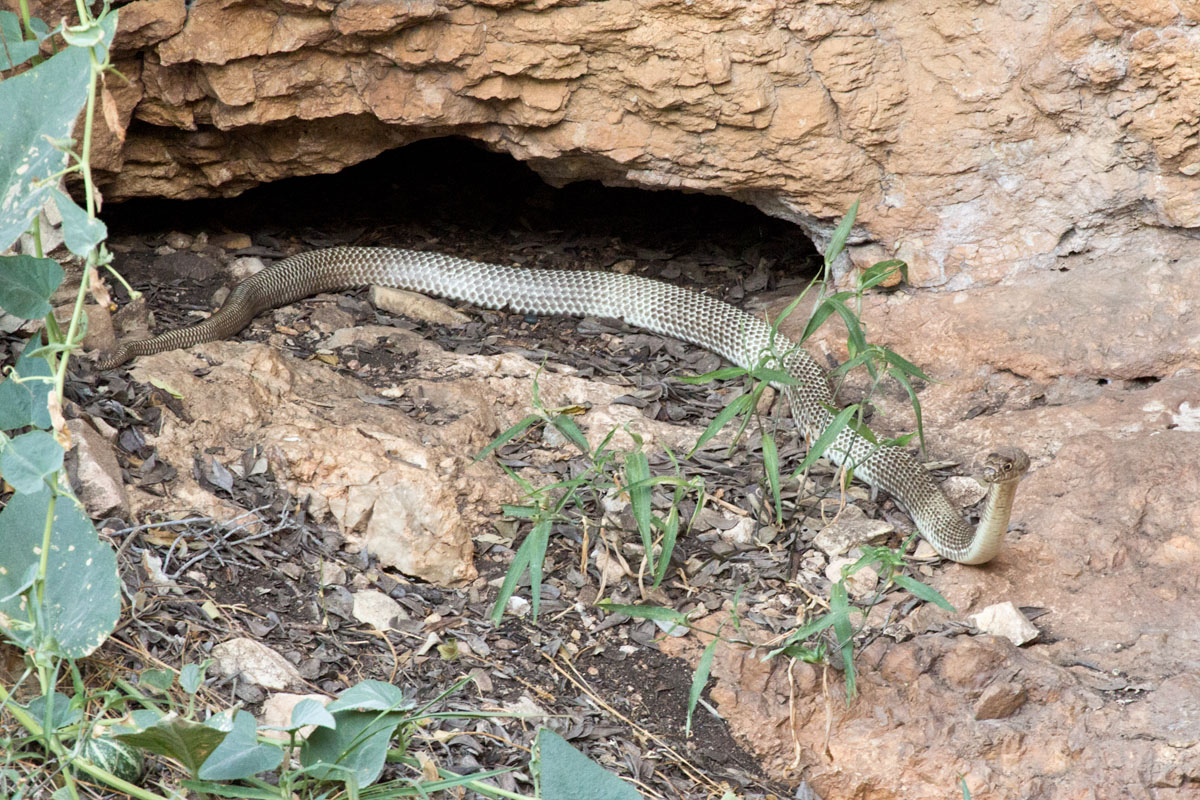 Mary Ann's View: Eckert James River Bat Cave Preserve