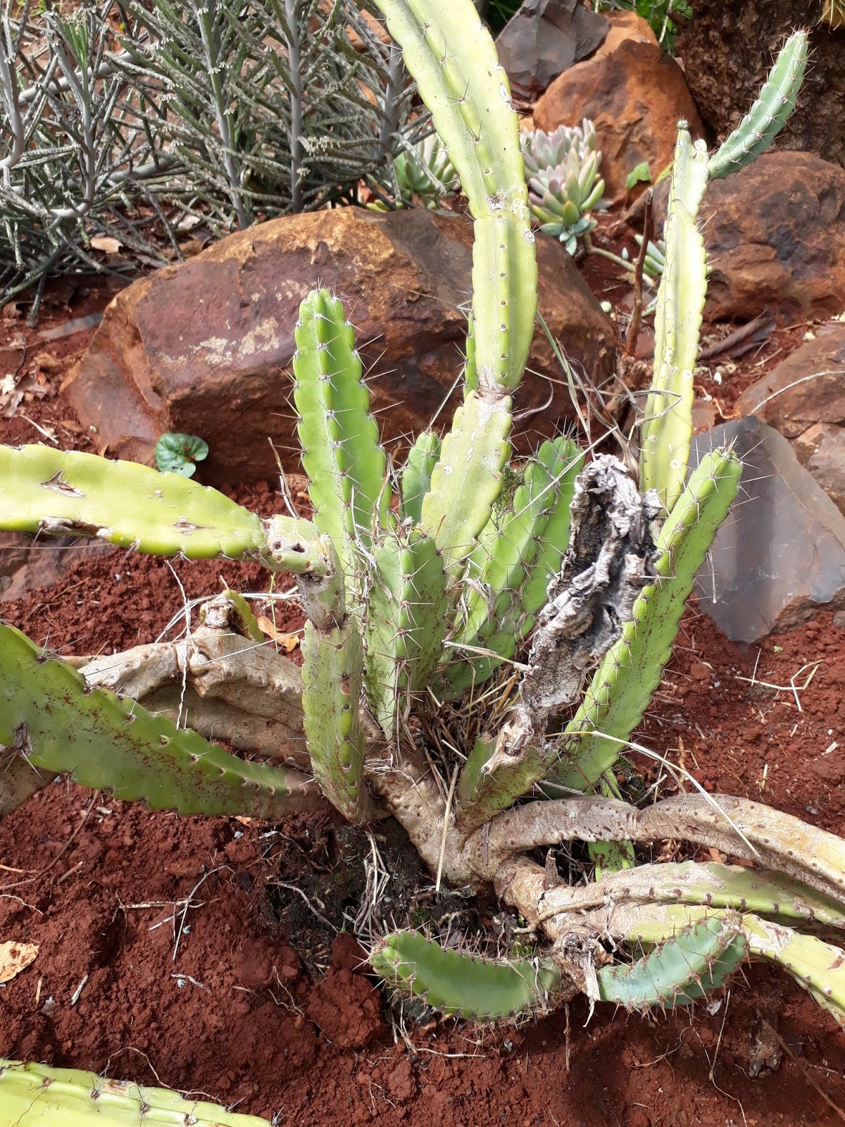 Laboratório de Sistemática de Plantas (Laboratory of Plant Systematics)