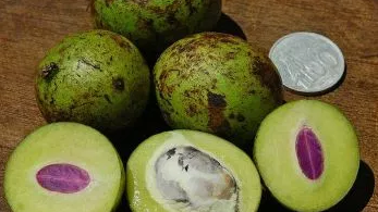 Bintaro | Benefits For Better Life - FRUITS