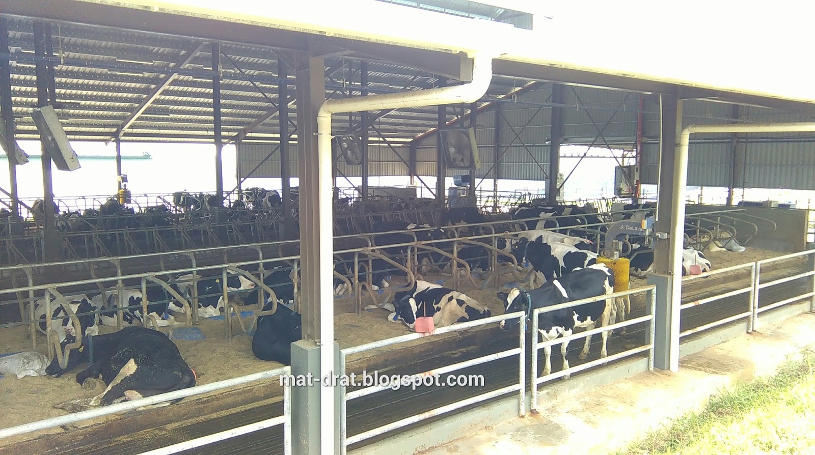 MAT DRAT: Desa Cattle Dairy Farm Kundasang
