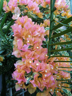 Dian Yang Tak Pernah Padam: ANEKA JENIS DAN MACAM BUNGA KERTAS ...