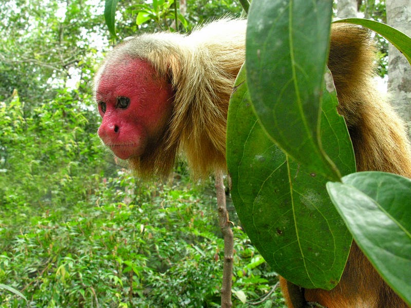 World of Wildlife: Bald Uakari Facts