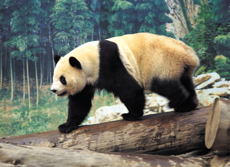 IMÁGENES Y FOTOS DE ANIMALES: Oso Panda