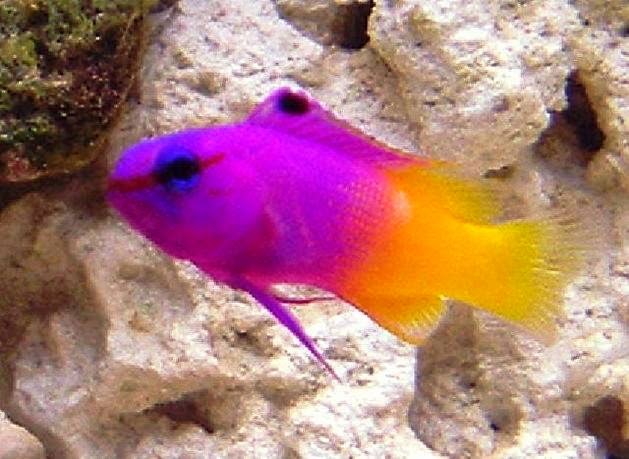 Rumbo a la profundidad: Peces e invertebrados más comunes del Indo ...