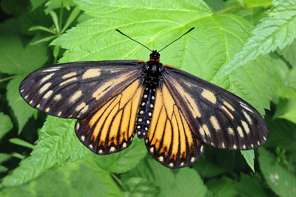 Acraea issoria DATASHEET | BugsAlive
