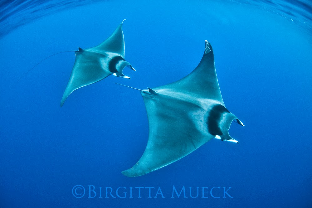 Birgitta Mueck Photography: Pelagic