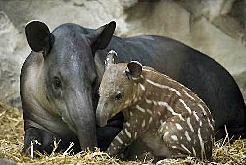 Taman Safari dan Ragam Alam Indonesia