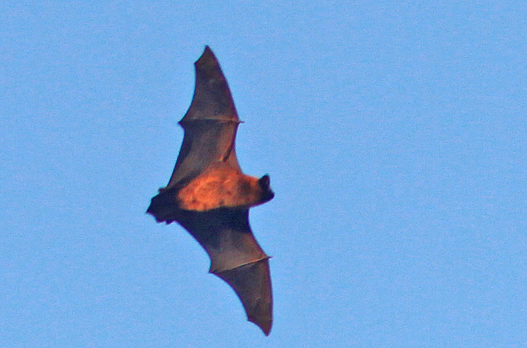 Non-Stop Birding: Azores Nature Natural History Trip 2016