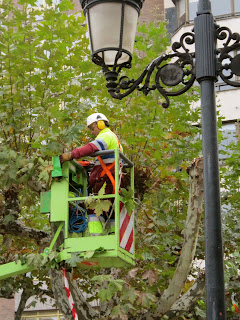 Meredith Nemirov: POLLARDING SYCAMORES