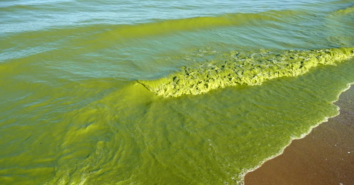 The Big Wobble : Worst ever toxic algae bloom's which can kill ...
